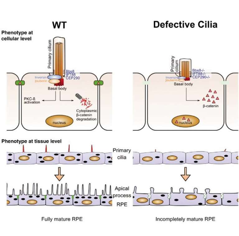 Les cils primaires indispensables à l’épithélium pigmentaire rétinien