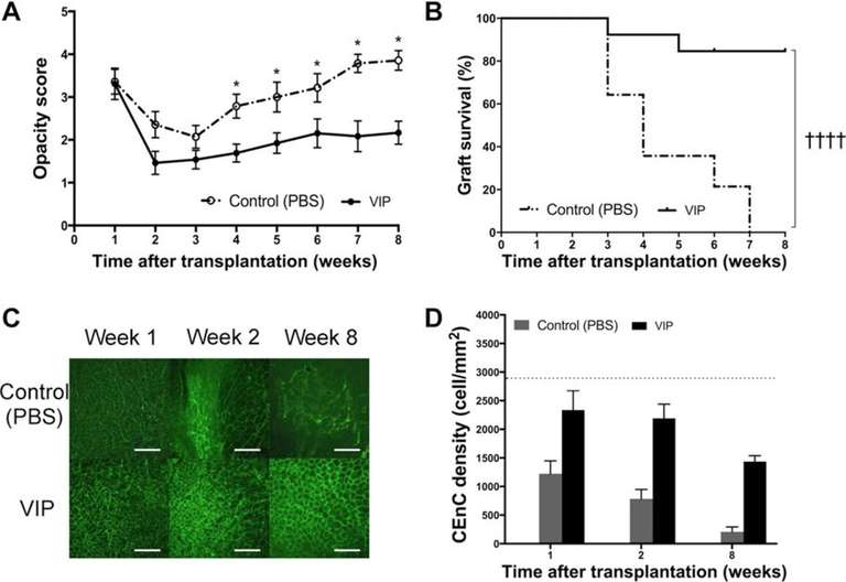 Le peptide vasoactif intestinal améliore la survie des greffes